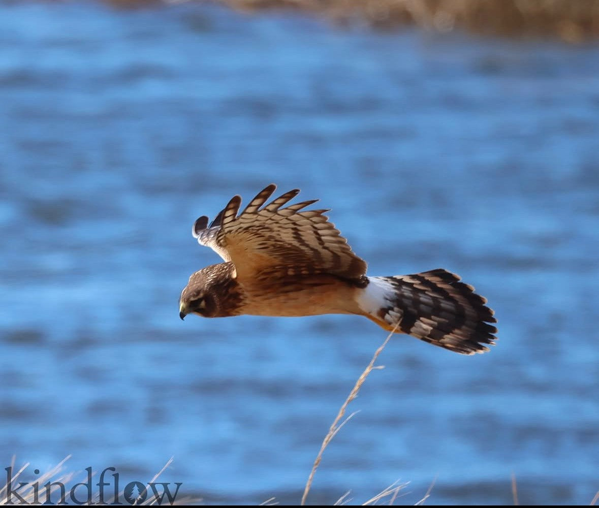 Northern Harriers of Nantucket – Haul Over